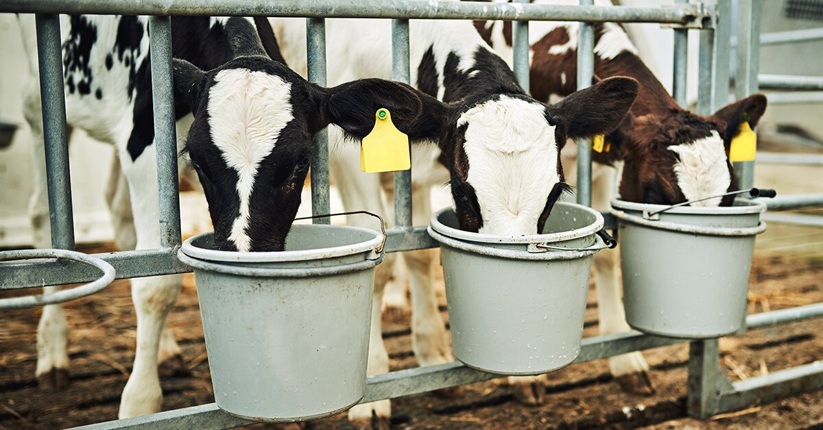 Actifor™ - Phytogenic support for calves - Delacon