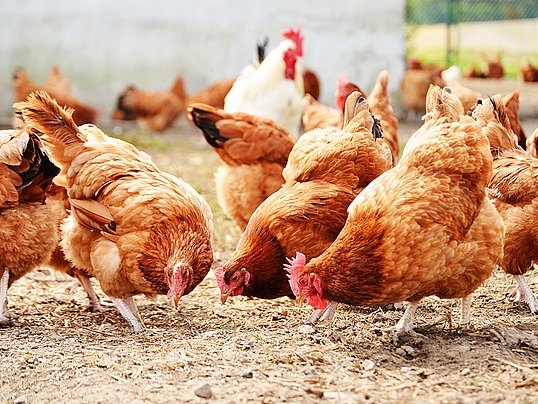 Phytogenic feed additives in poultry production - a win-win situation ...