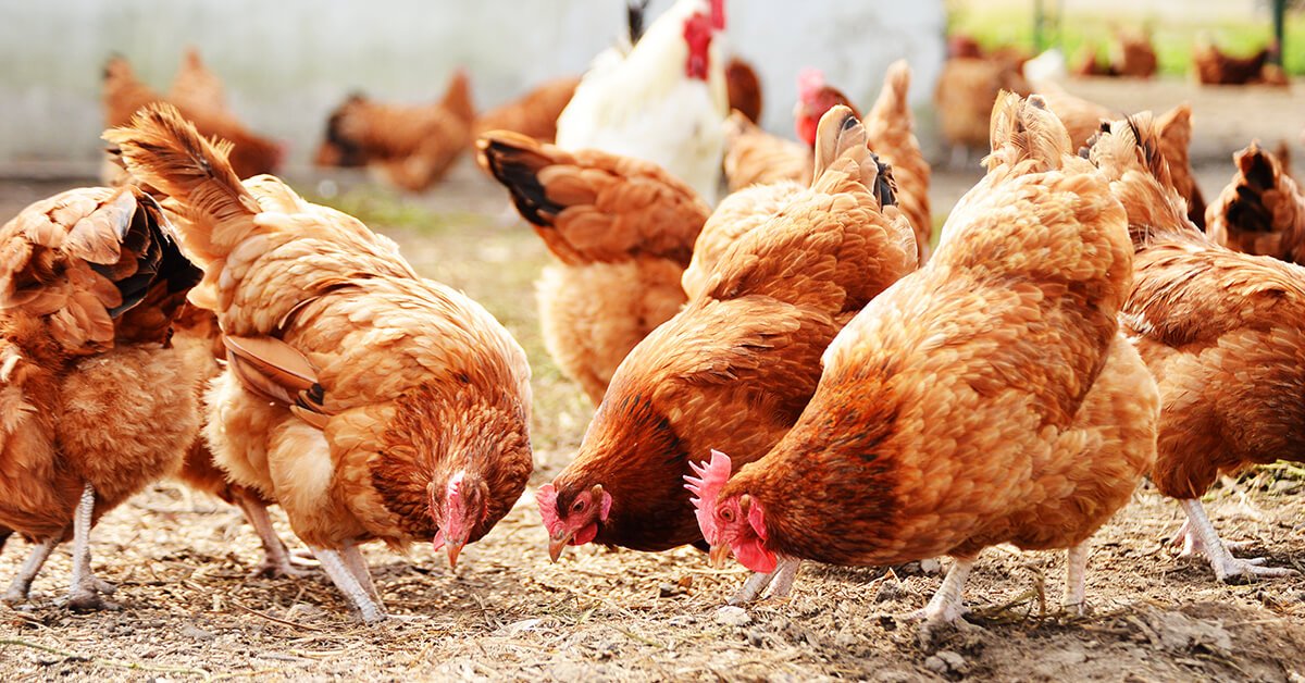 Biostrong™ 510 - For natural and safe growth performance in poultry ...