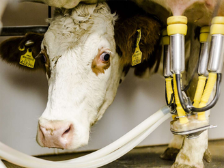 Phytogenics in ruminant feed - profit boost with every mouthful - Delacon