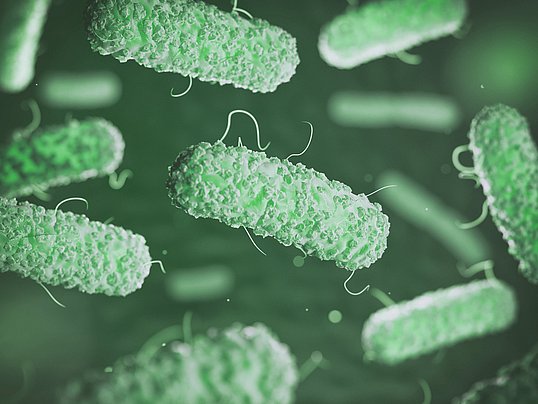 Phytogenics – the future in animal nutrition - Delacon