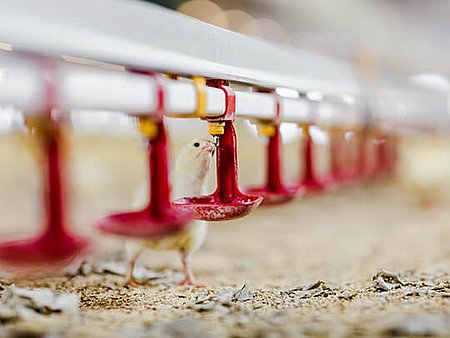 Challenge conditions in poultry? Take them on with Biostrong® Protect ...