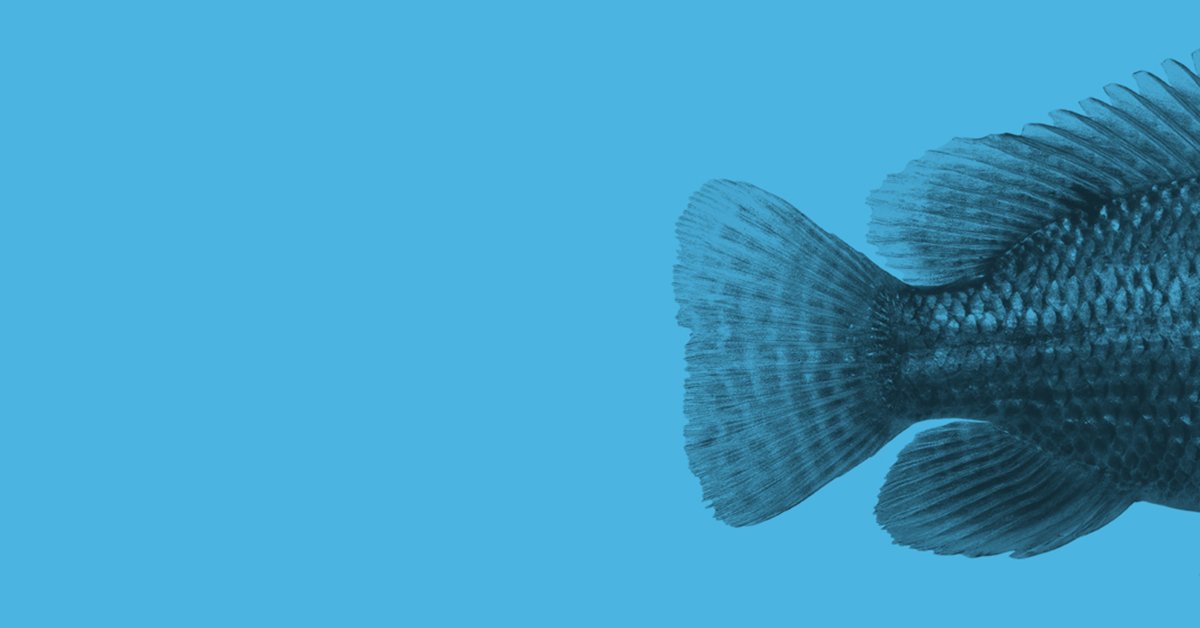 Phytogenic feed additives for aquaculture developed by Delacon - Delacon