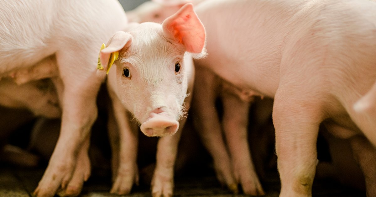 Post-weaning problems in piglets? Support your piglets with Fresta ...