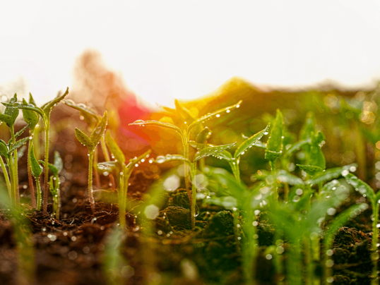 Phytogenics – the future in animal nutrition - Delacon