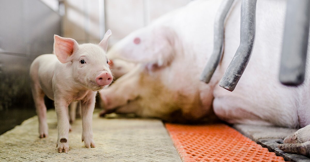 Enhance performance and feed intake in pigs naturally with Fresta® F ...