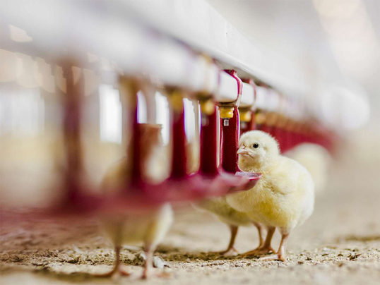 Phytogenic feed additives in poultry production - a win-win situation ...
