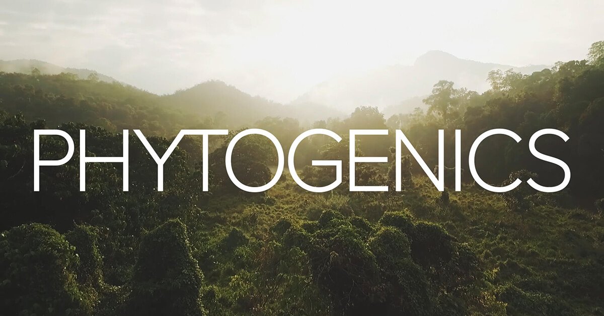 Phytogenic solutions for animal nutrition - Delacon