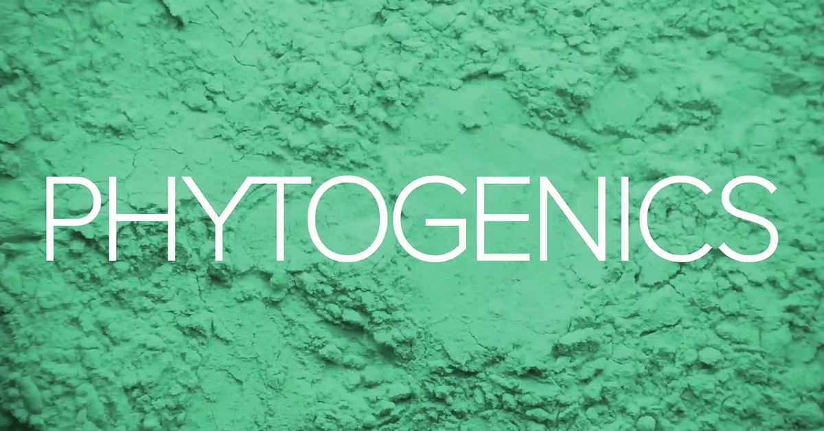 Phytogenics – the future in animal nutrition - Delacon