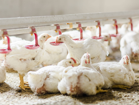 Phytogenic feed additives in poultry production - a win-win situation ...