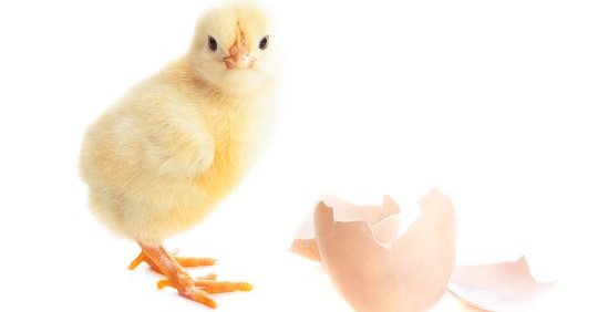 Phytogenic solution for increasing the number of day-old chicks - Delacon