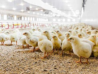 Challenge conditions in poultry? Take them on with Biostrong® Protect ...