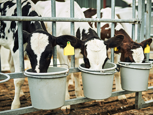 Phytogenics in ruminant feed - profit boost with every mouthful - Delacon