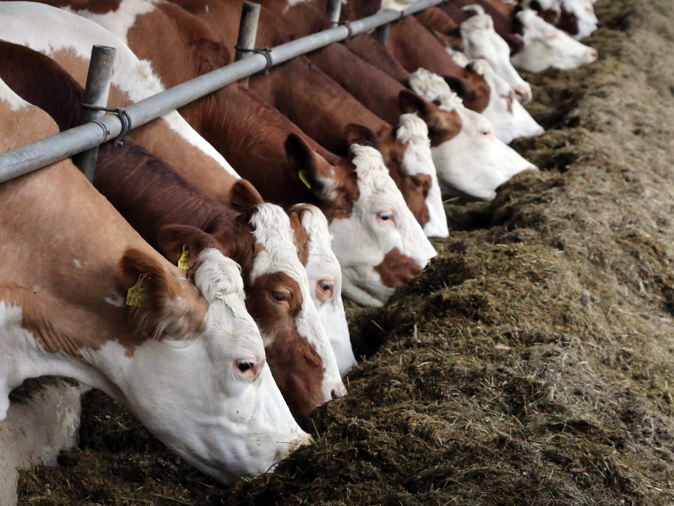 Products and modes of action - Delacon